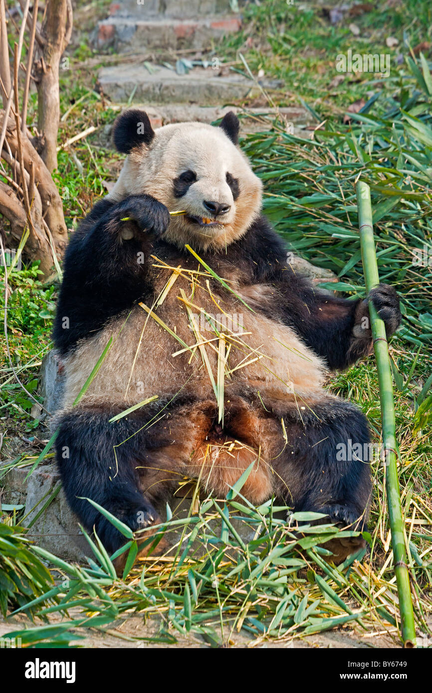 Giant Panda feeding on bamboo at Chengdu Research Base of Giant Panda ...