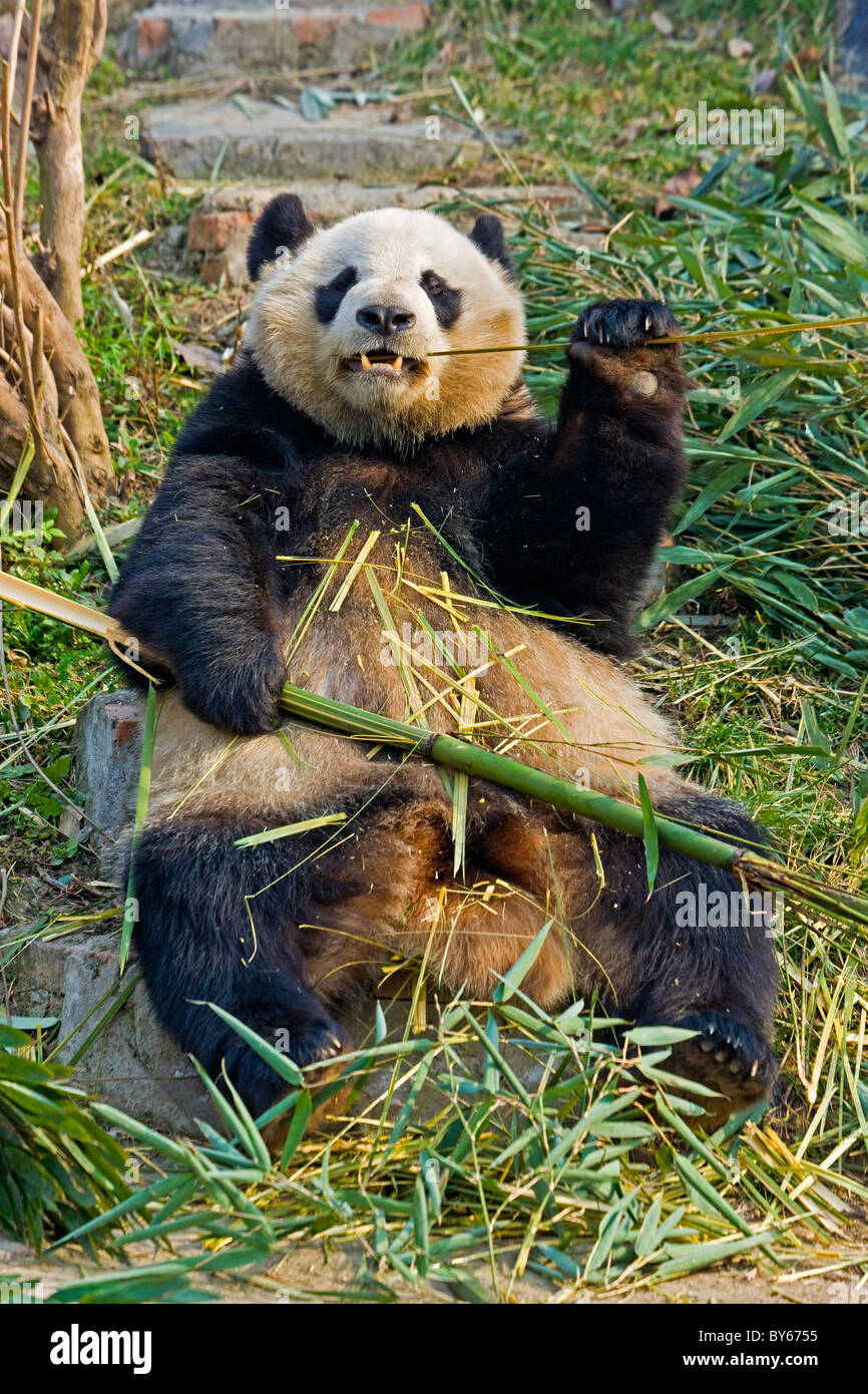 Giant Panda feeding on bamboo at Chengdu Research Base of Giant Panda ...