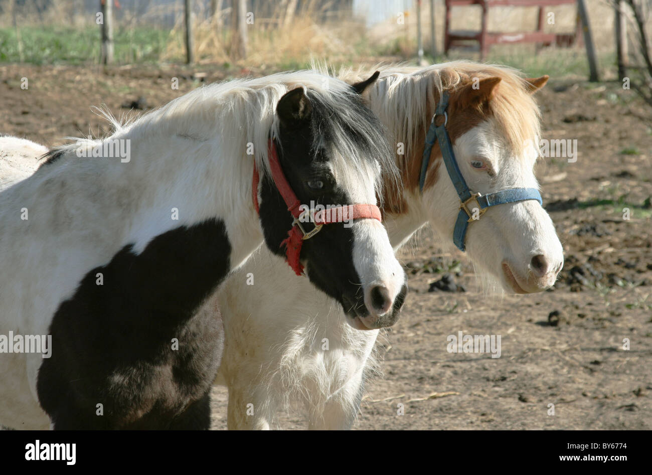 Two ponies hi-res stock photography and images - Alamy