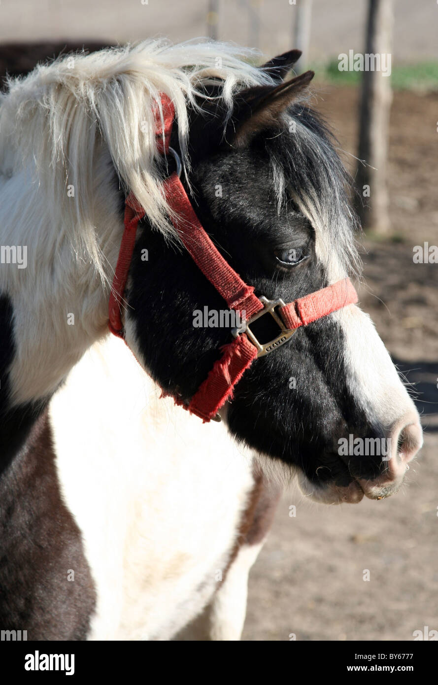 Ponys farm hi-res stock photography and images - Alamy