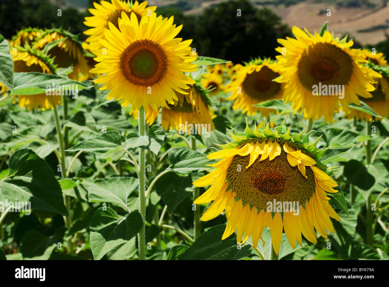 Details of a sunflower field (selective focus on bottom right flower ...