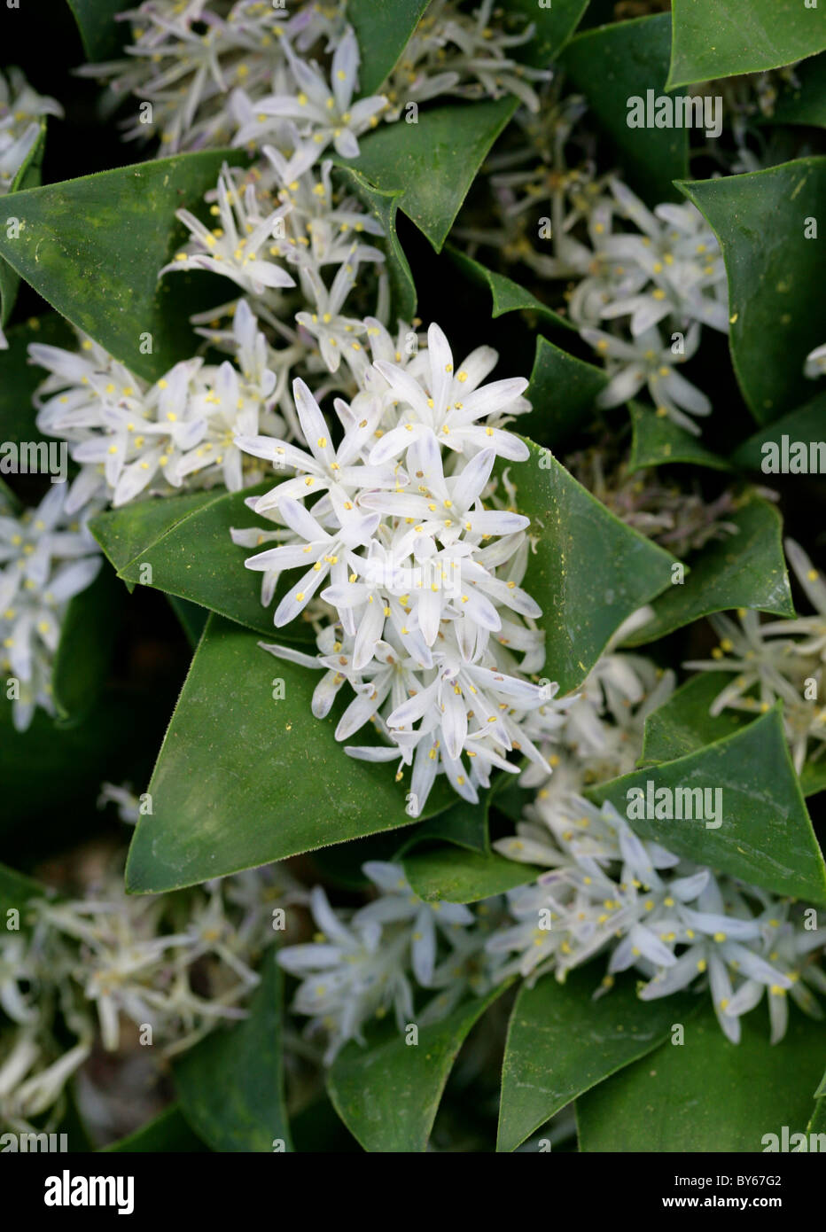 Polyxena hi-res stock photography and images - Alamy