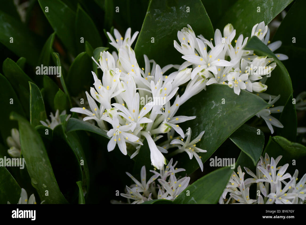 Polyxena, Polyxena ensifolia, Hyacinthaceae, Cape Province, South ...