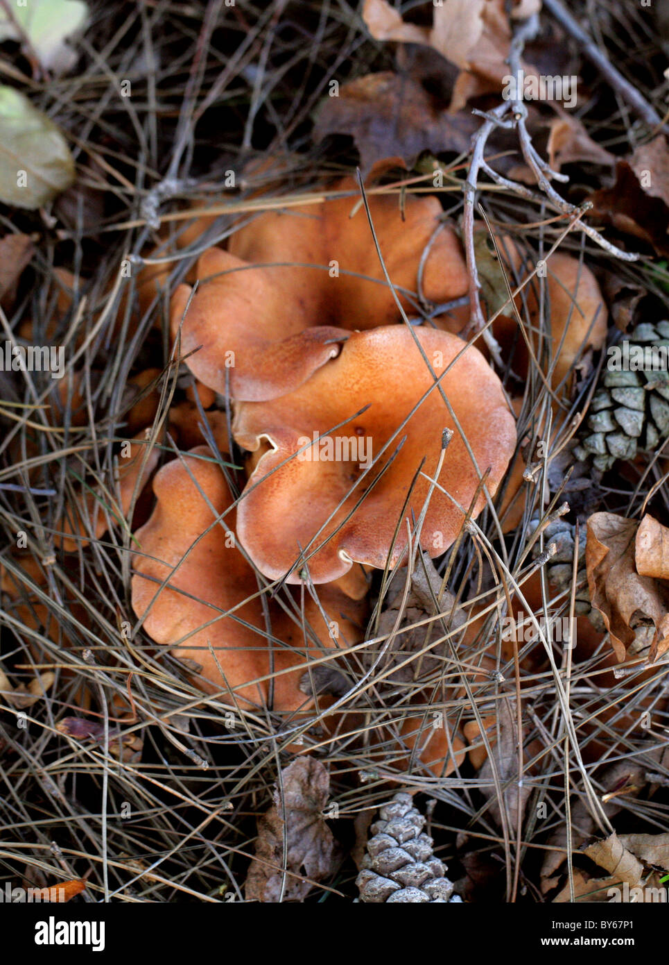 Saffron Milk-cap, Lactarius deliciosus, Russulaceae. Aka Delicious ...