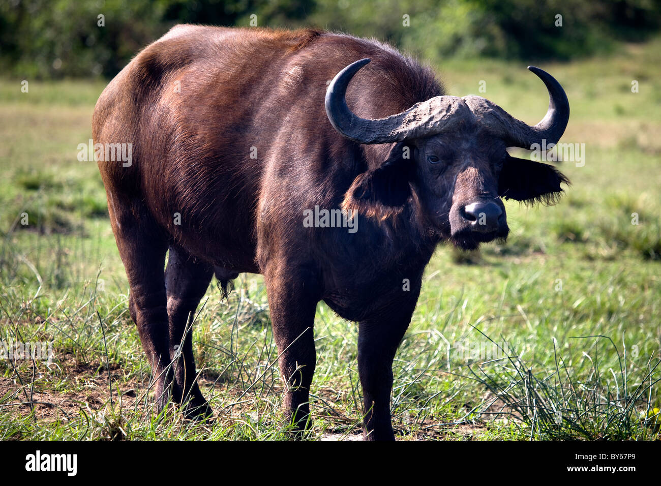 Cape Buffalo, Kasinga Channel, Uganda, East Africa Stock Photo - Alamy