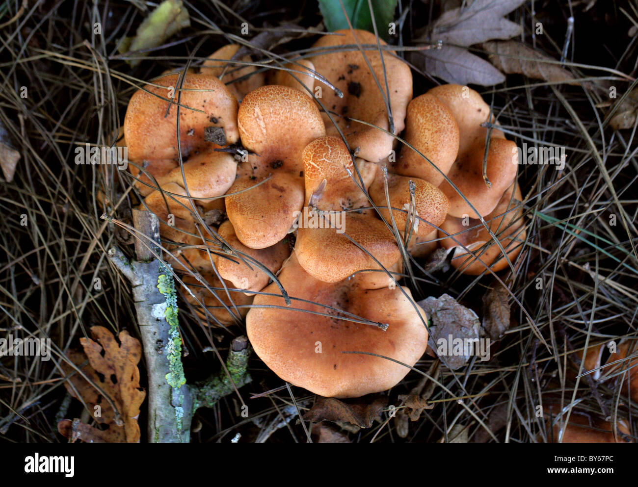 Saffron Milk-cap, Lactarius deliciosus, Russulaceae. Aka Delicious ...