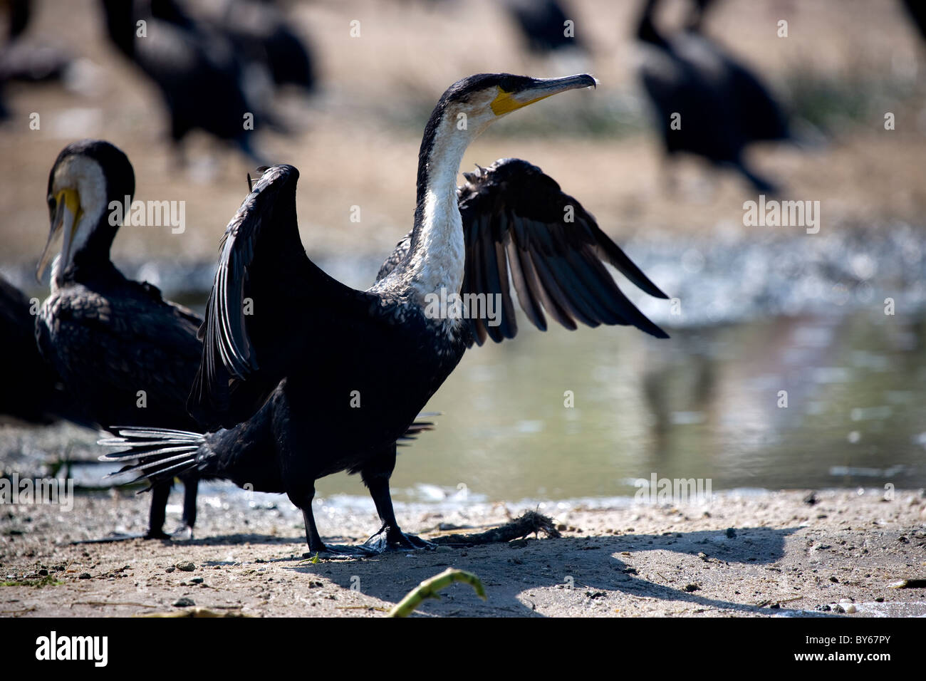 Lake george uganda africa hi-res stock photography and images - Alamy