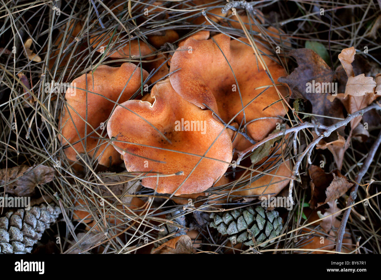 Saffron Milk-cap, Lactarius deliciosus, Russulaceae. Aka Delicious ...