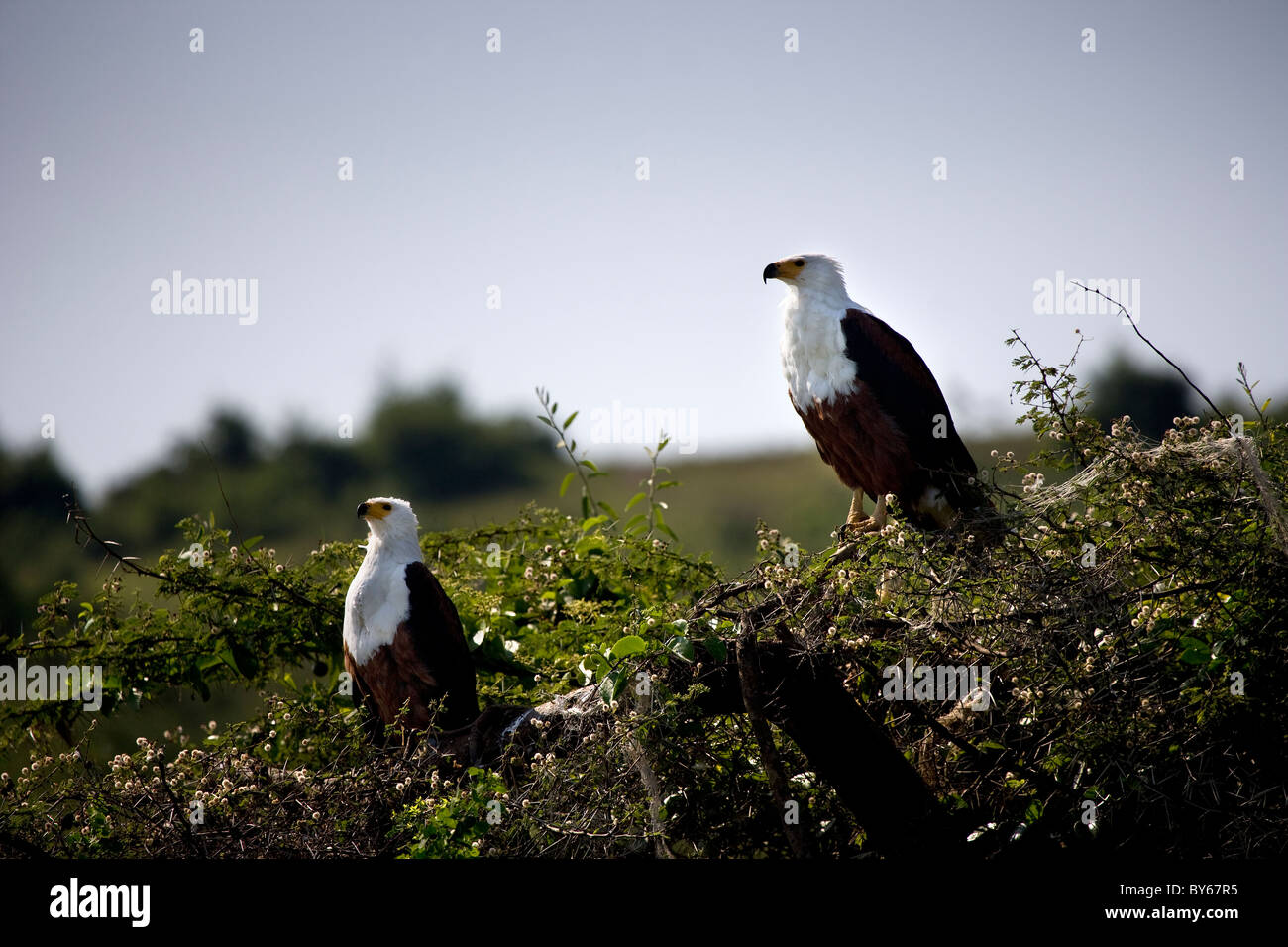 African fish eagle nest hi-res stock photography and images - Alamy