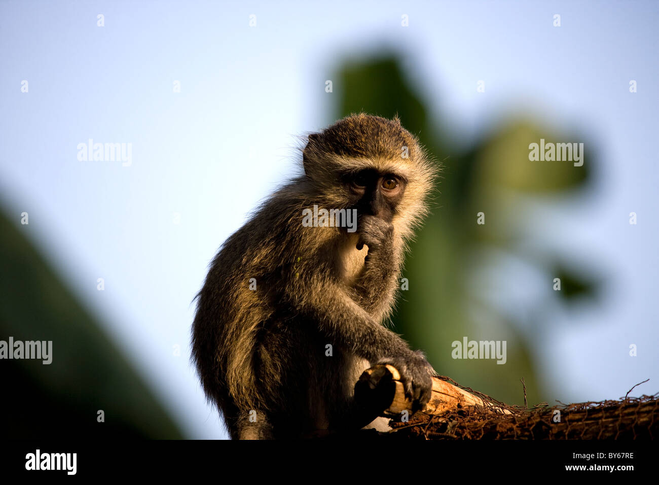 Ugandan monkey hi-res stock photography and images - Alamy
