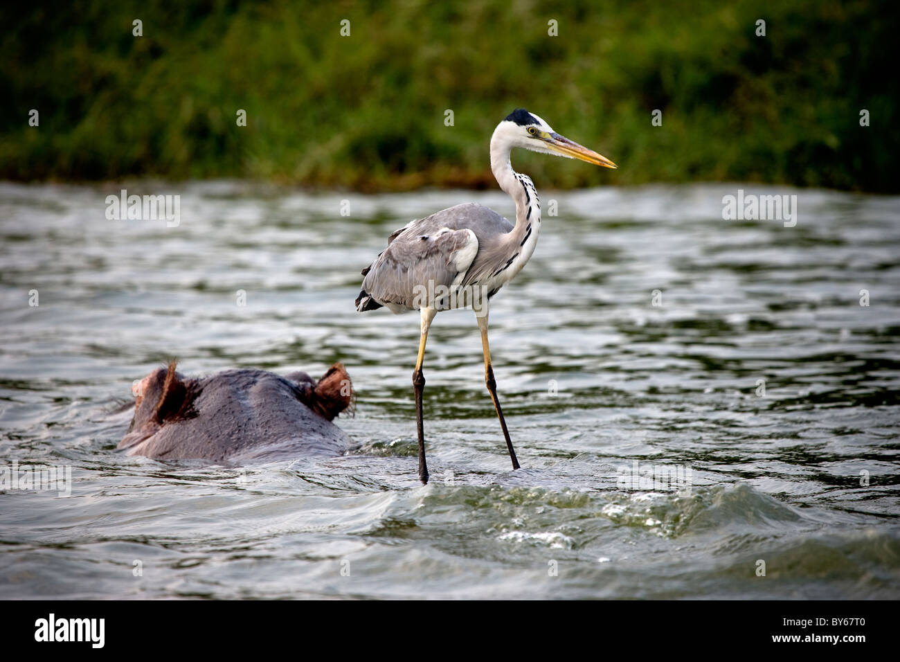 Grey Heron riding a Hippo, Kasinga Channel, Uganda, East Africa Stock ...