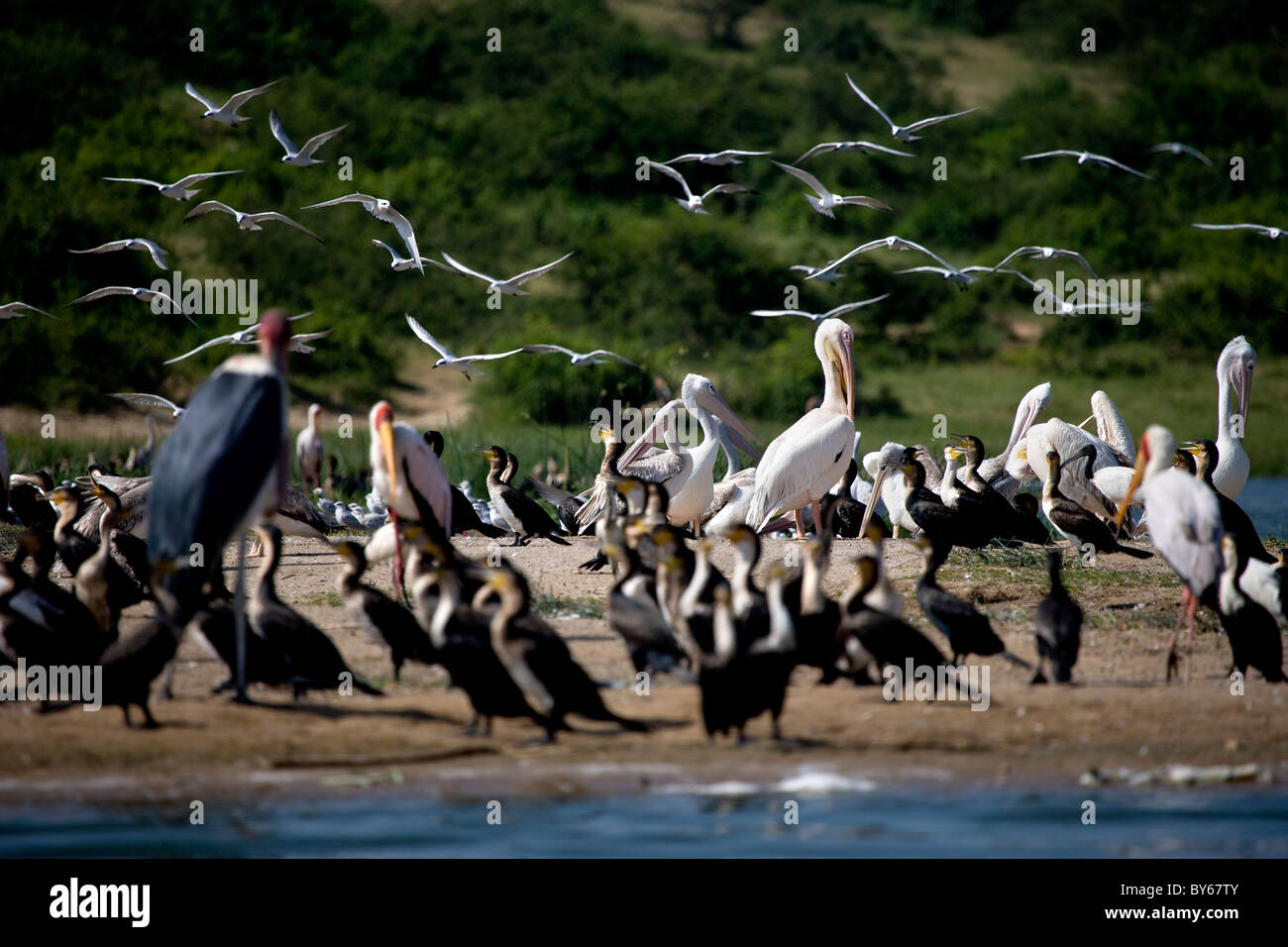 Many birds on the Kasinga Channel, Uganda, East Africa Stock Photo - Alamy