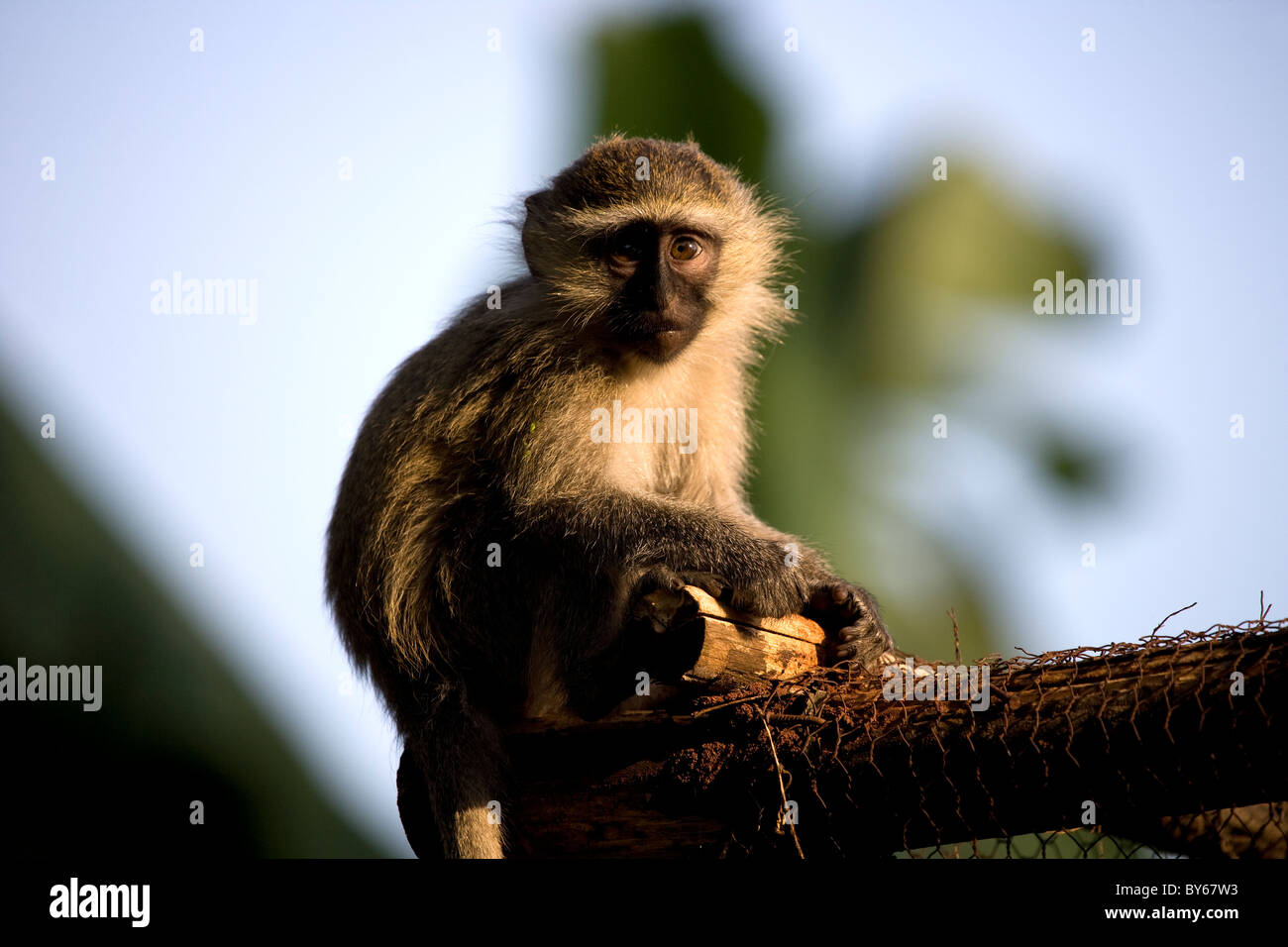 Vervet Monkey, Kampala, Uganda, East Africa Stock Photo - Alamy