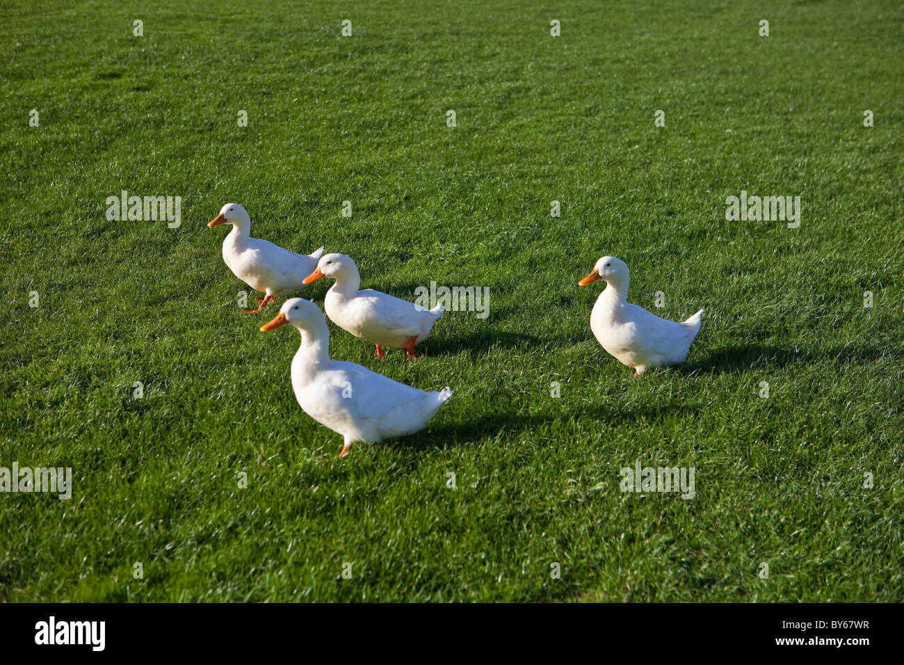Side view of four white ducks on grass Stock Photo - Alamy