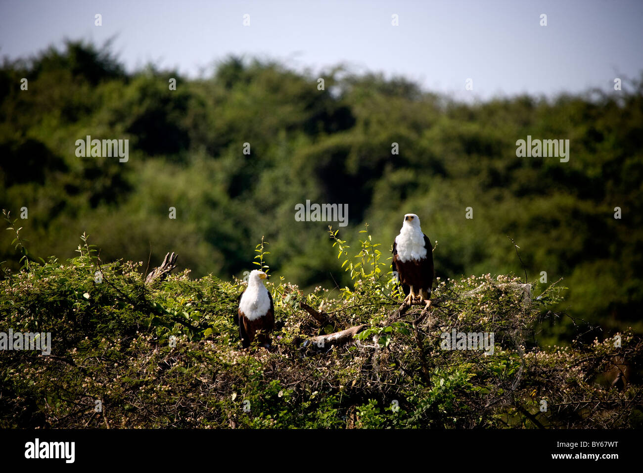 African fish eagle nest hi-res stock photography and images - Alamy