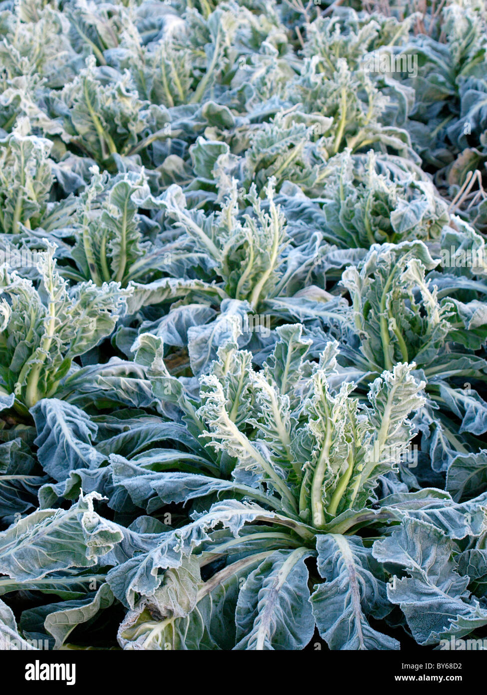 Field of cabbages, Cornwall, UK Stock Photo - Alamy