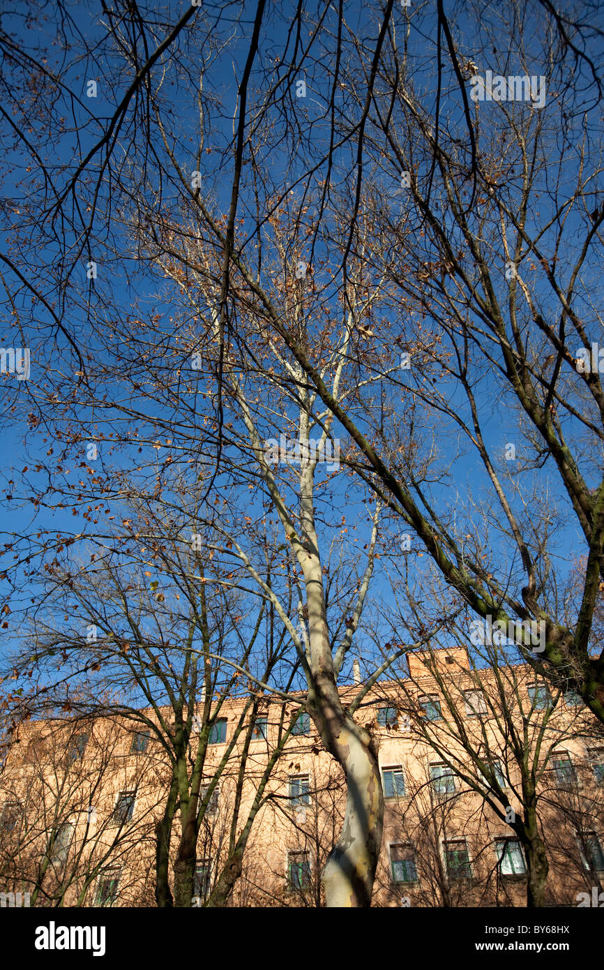 Barren trees hi-res stock photography and images - Alamy
