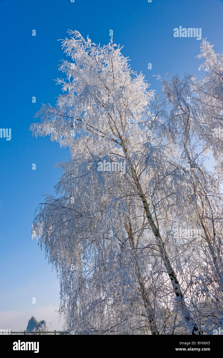 Frost Covered Birch Trees Stock Photo - Alamy