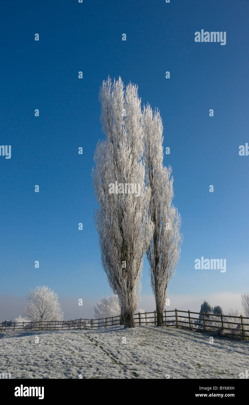 Frost Covered Popular Trees Stock Photo - Alamy