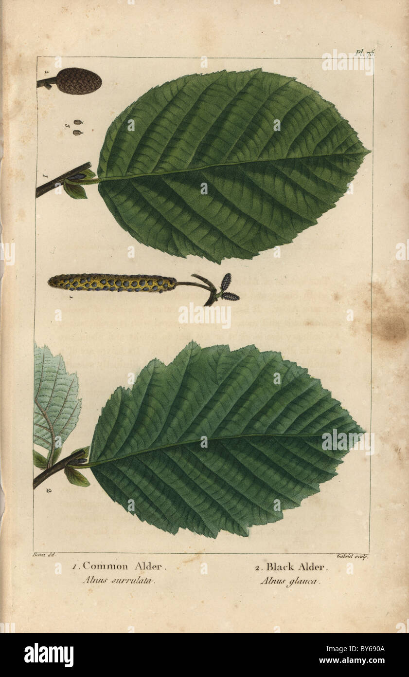 Alder leaves illustration hi-res stock photography and images - Alamy