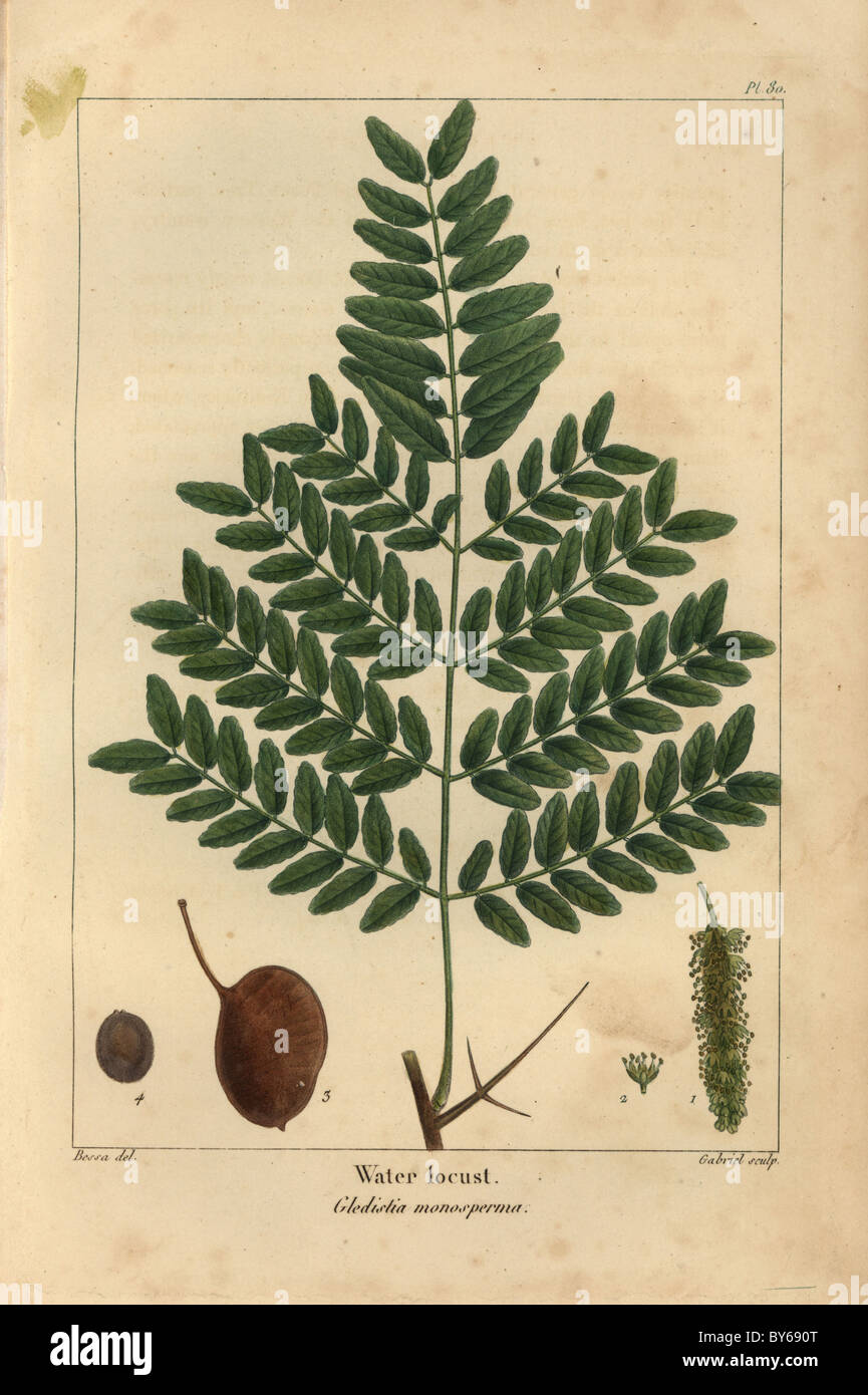 Locust tree water hi-res stock photography and images - Alamy