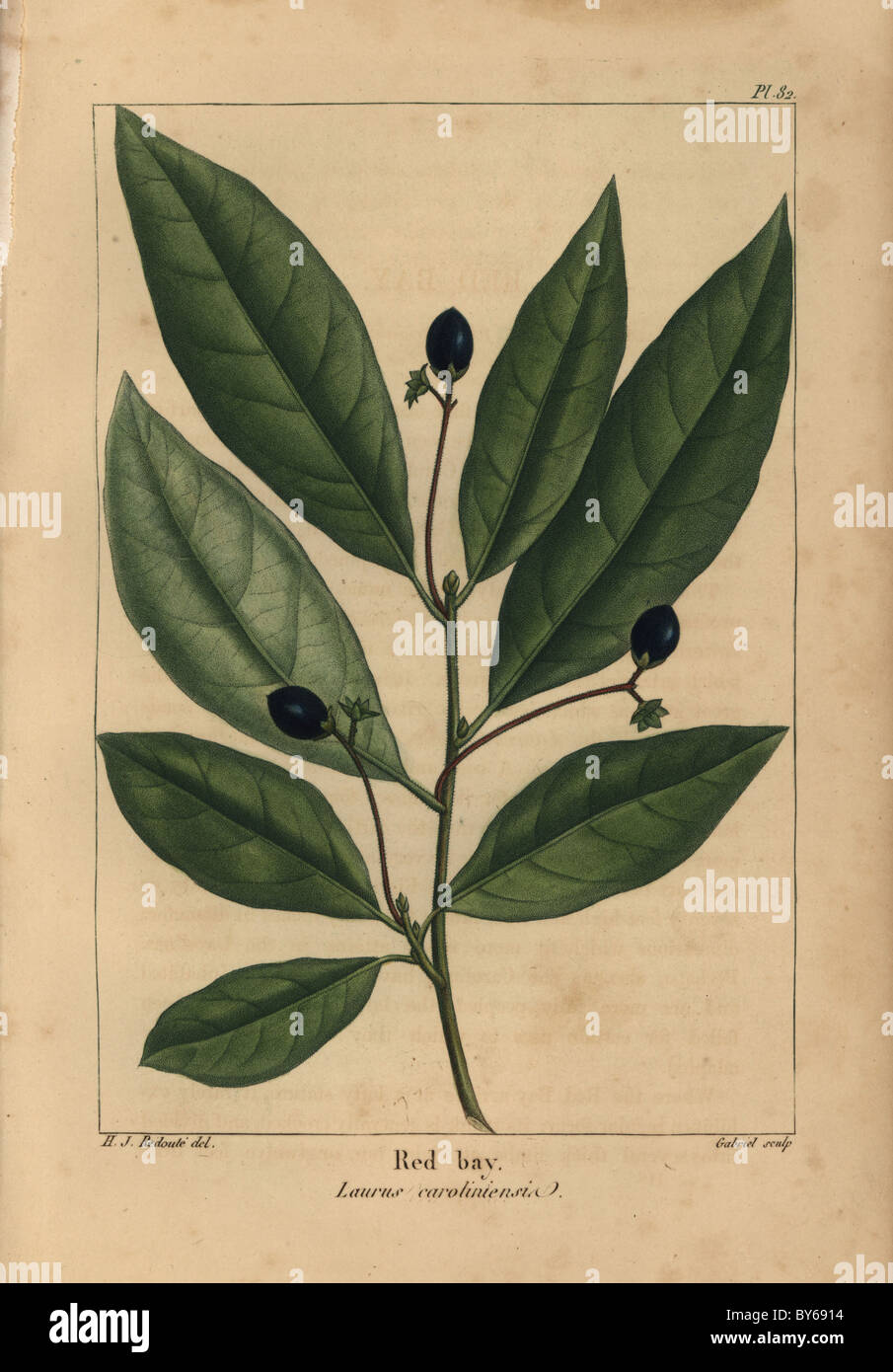 American laurel hi-res stock photography and images - Alamy