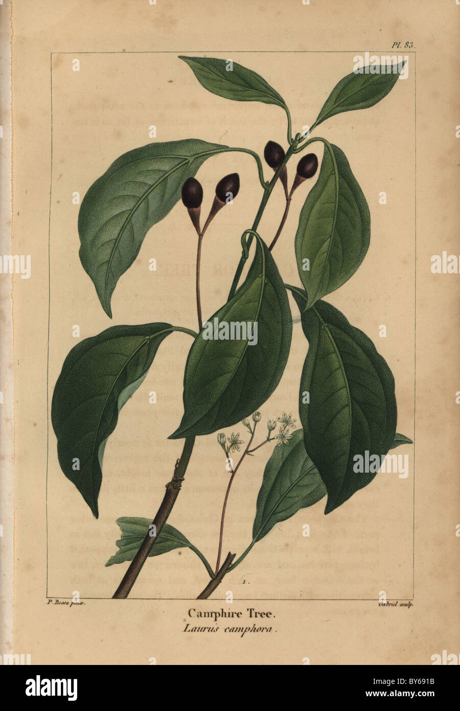 Camphor tree fruit hi-res stock photography and images - Alamy