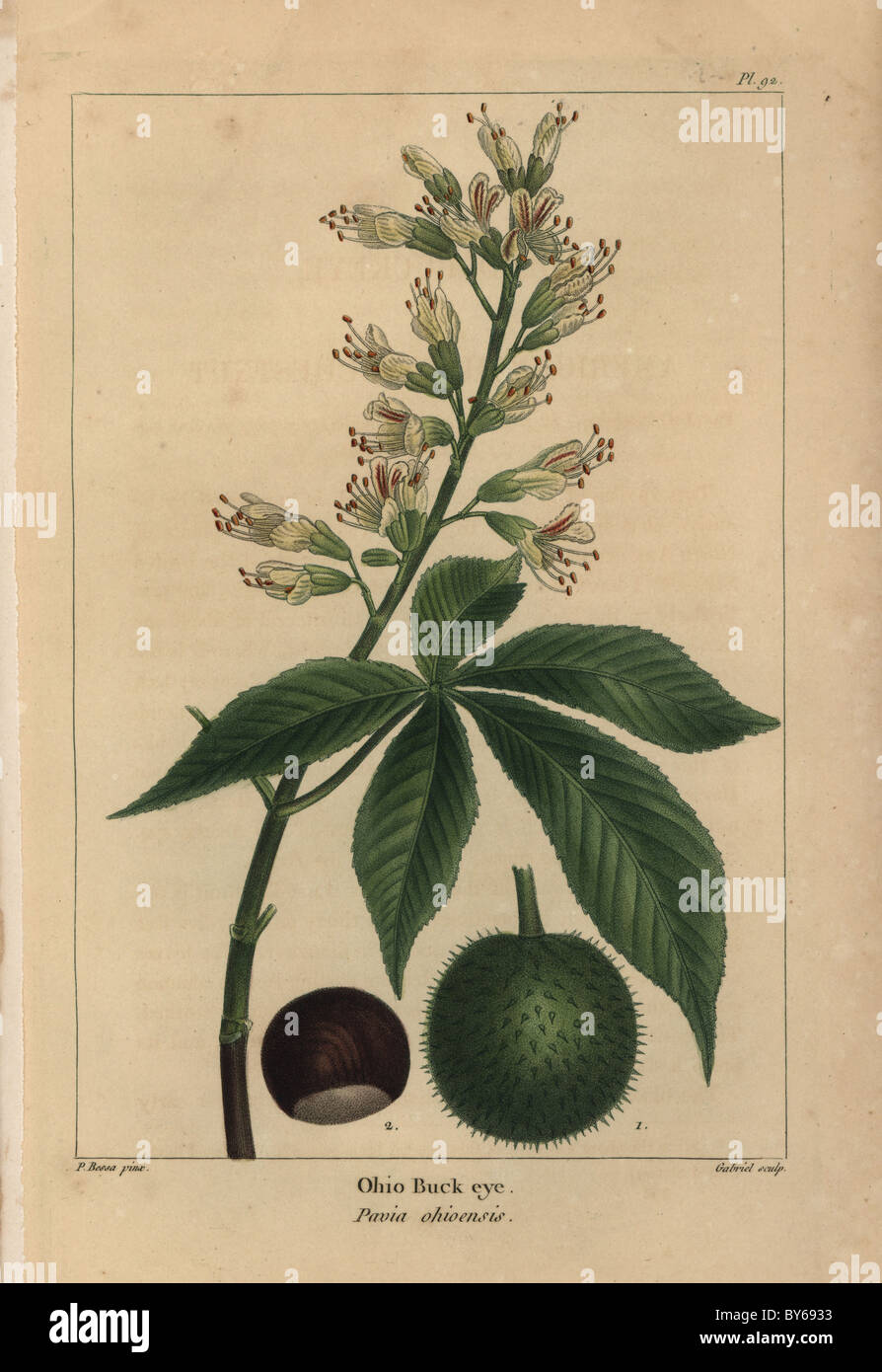 Flowers, leaves, chestnut and fruit of the Ohio buckeye tree, Aesculus ...