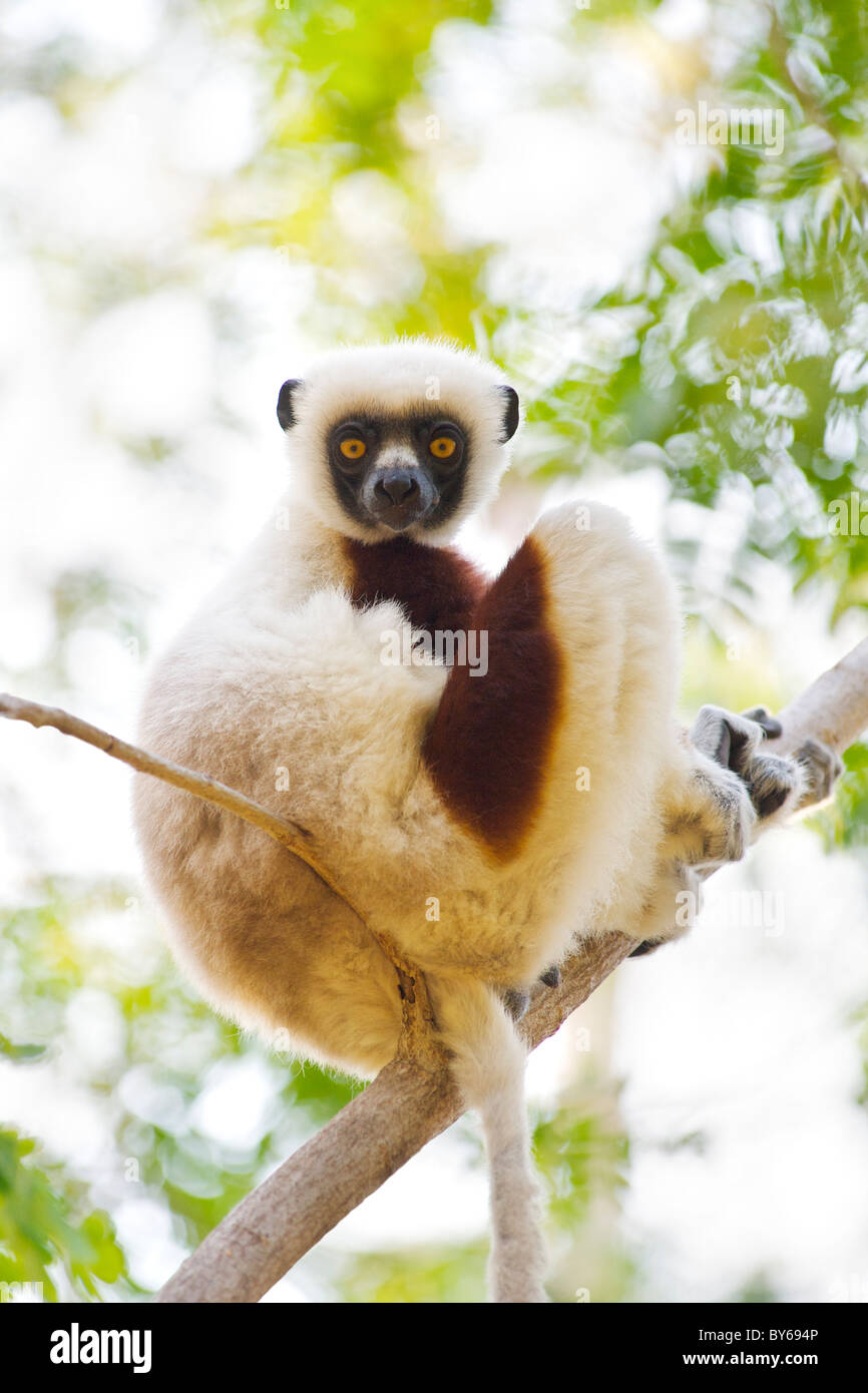 Coquerel's sifaka (Propithecus verreauxi coquereli) an endangered ...
