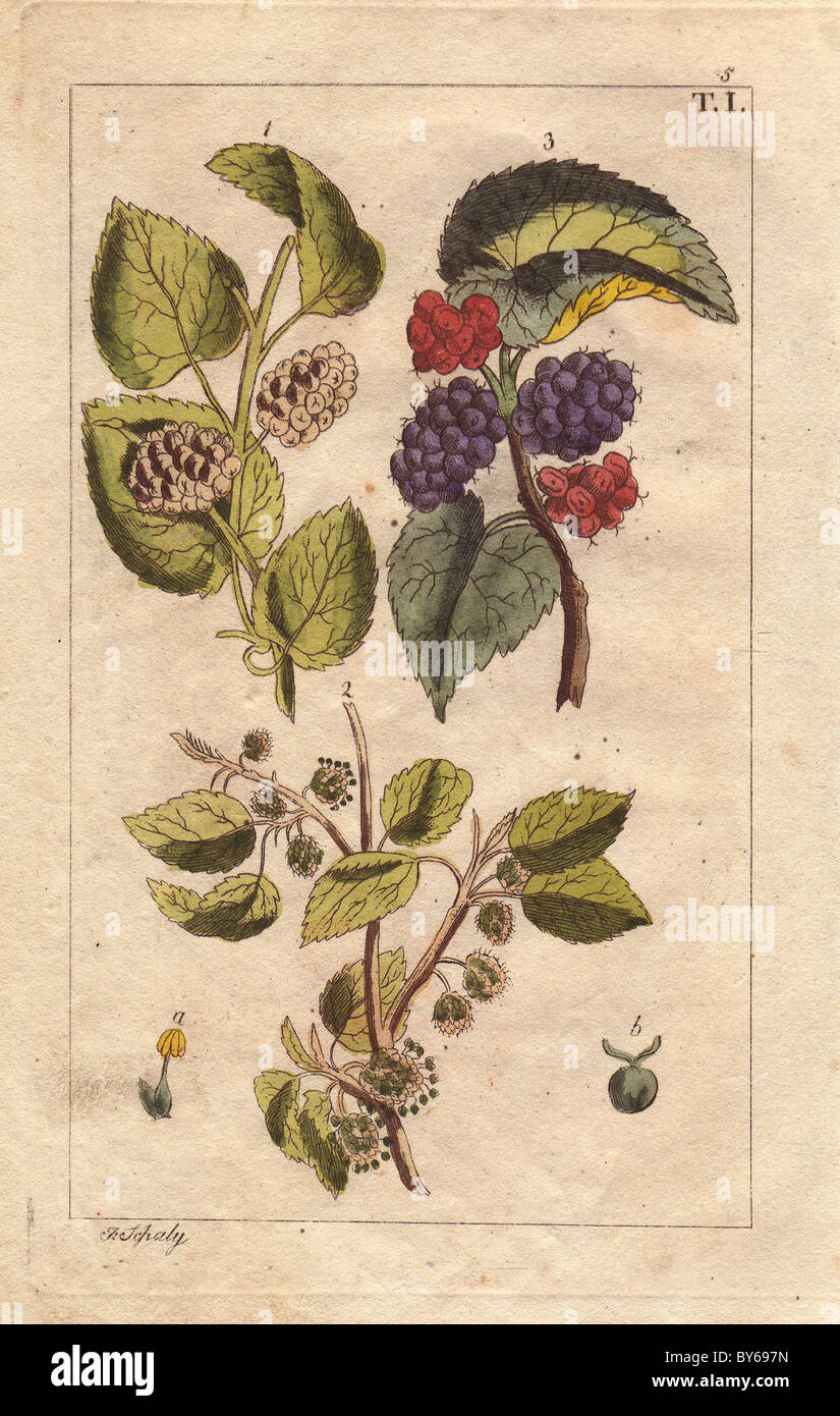 White and black mulberry and flowers, Morus alba, Morus nigra Stock ...