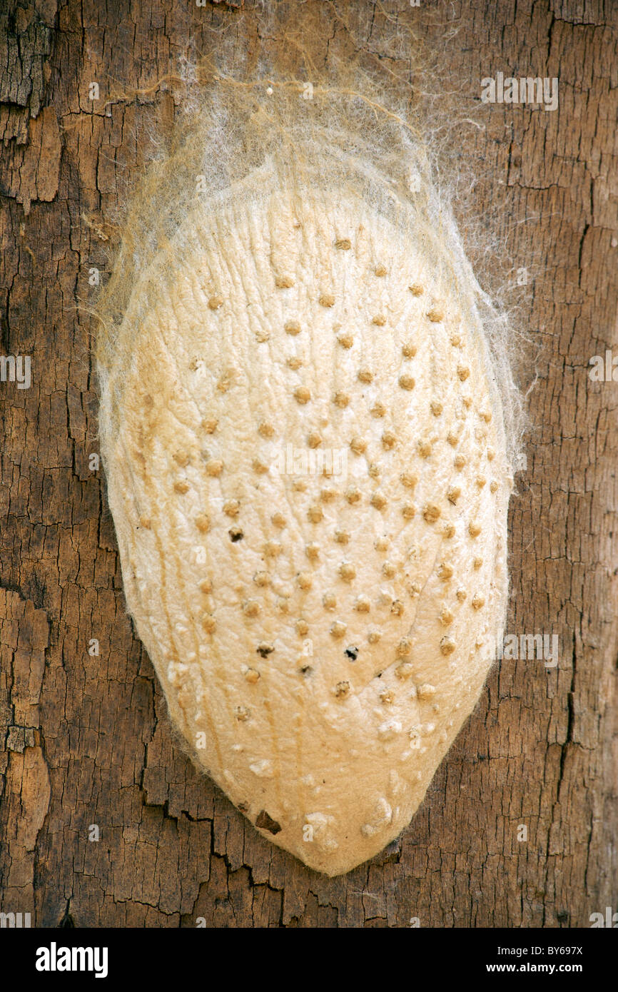 Cocoon of a chrysalis moth caterpillar in Ankarafantsika National Park ...