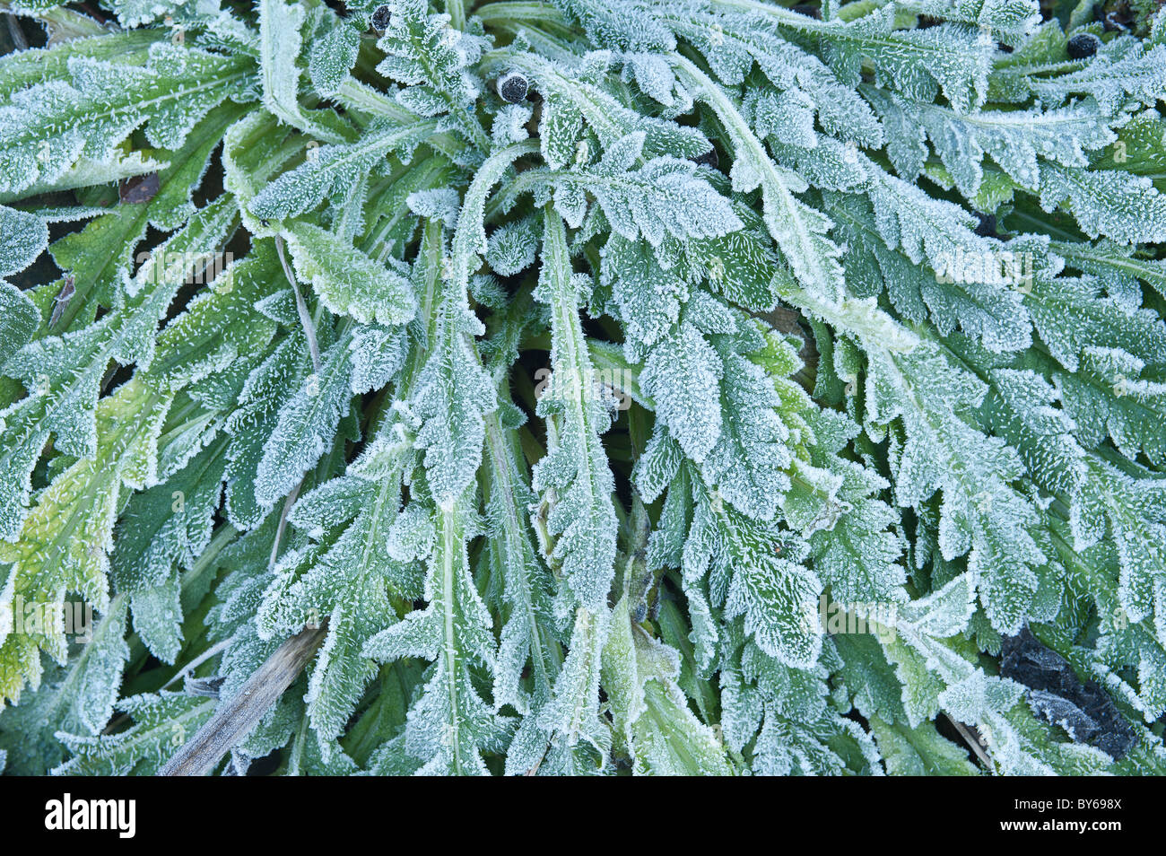 garden glory poppy leaves coated in frost Stock Photo - Alamy