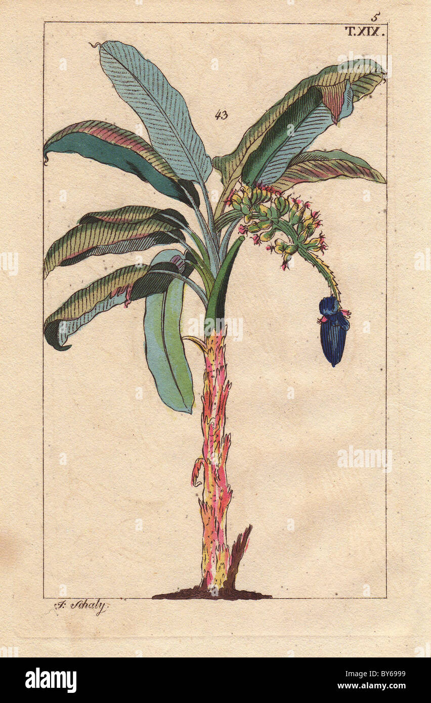 Plantain tree with fruit, Musa sapientum Stock Photo - Alamy