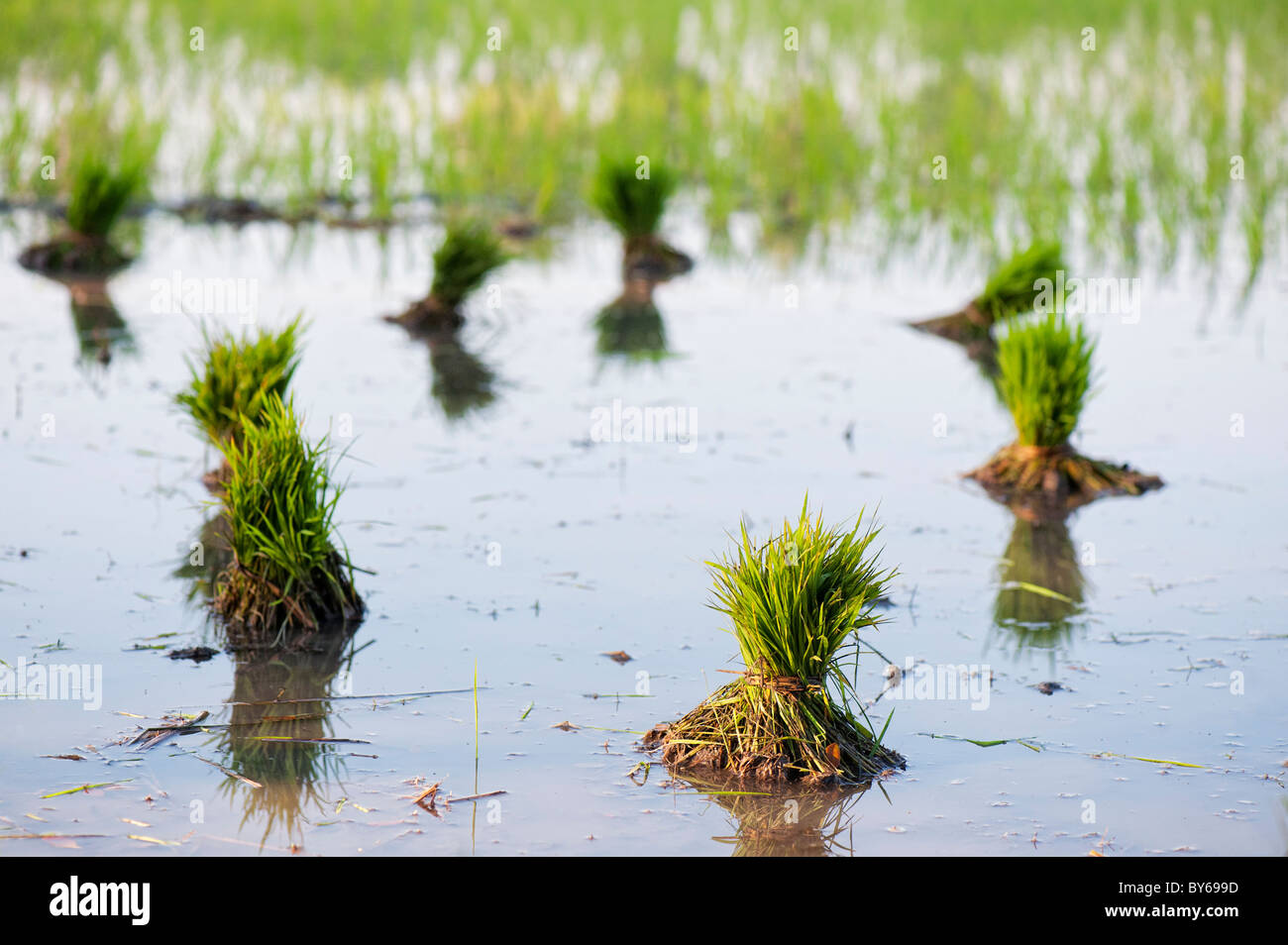 Planting out new rice plants in a paddy field. Andhra Pradesh, India ...