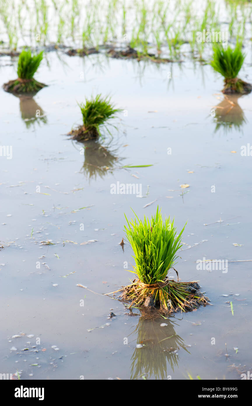 Planting out new rice plants in a paddy field. Andhra Pradesh, India ...