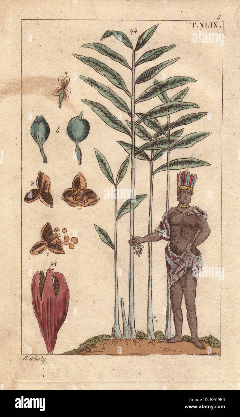 Amomum Cardamomum High Resolution Stock Photography and Images - Alamy