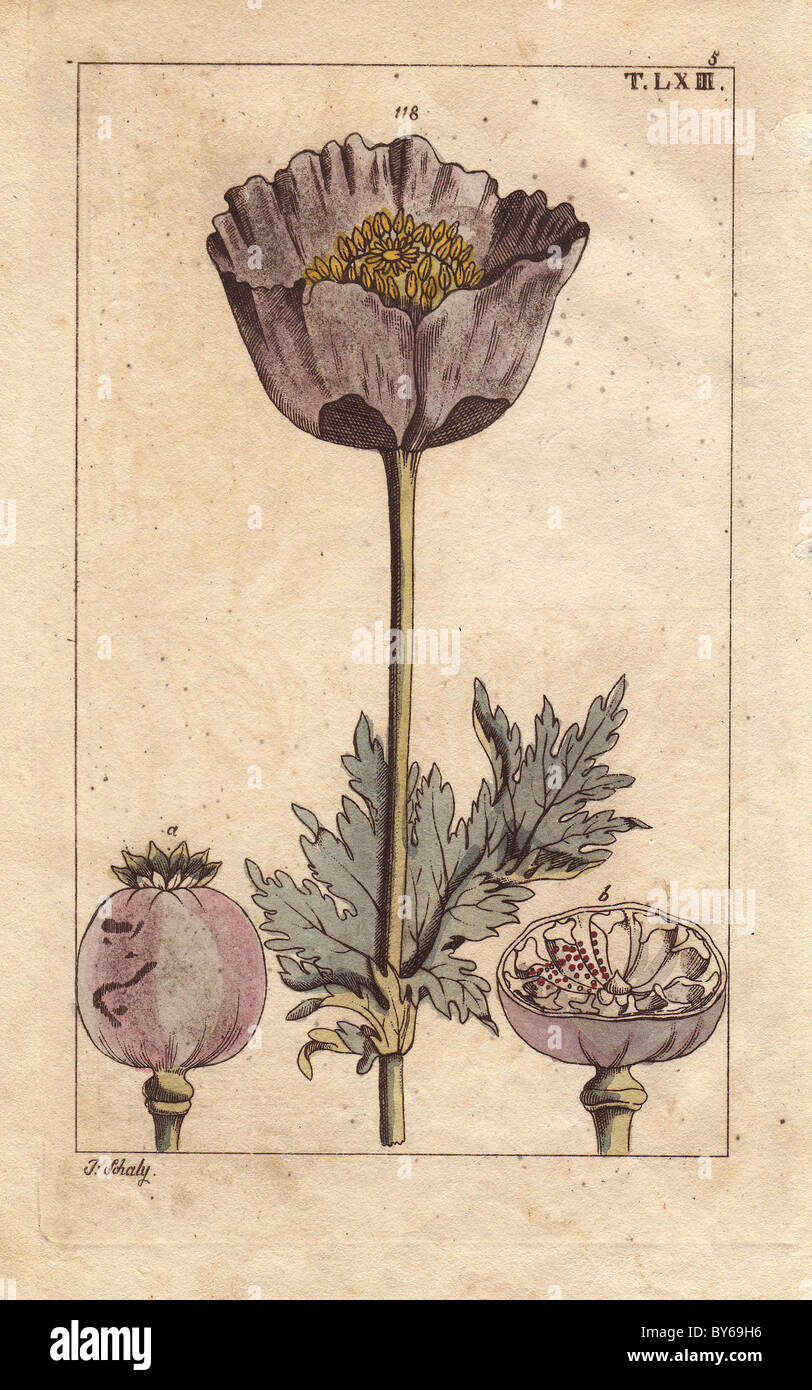 Opium poppy, flower, capsule, seedpod, Papaver somniferum Stock Photo ...