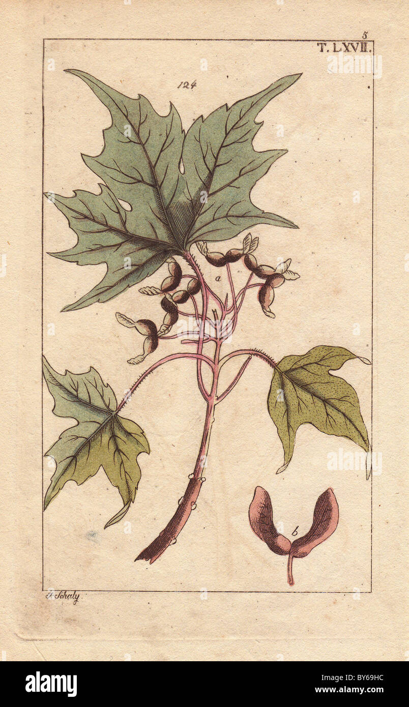 Sugar maple tree and fruit samara, Acer saccharum Stock Photo - Alamy