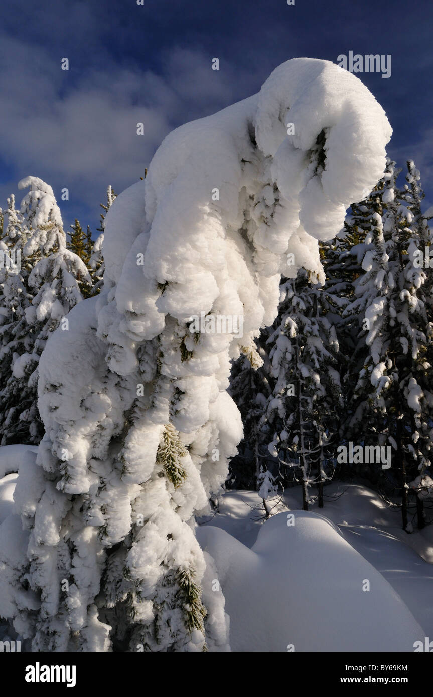 Snow ghost tree hi-res stock photography and images - Alamy