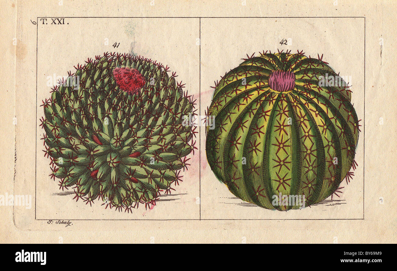 Round cacti with scarlet and purple flowers, Cactus mammillaris, Cactus ...