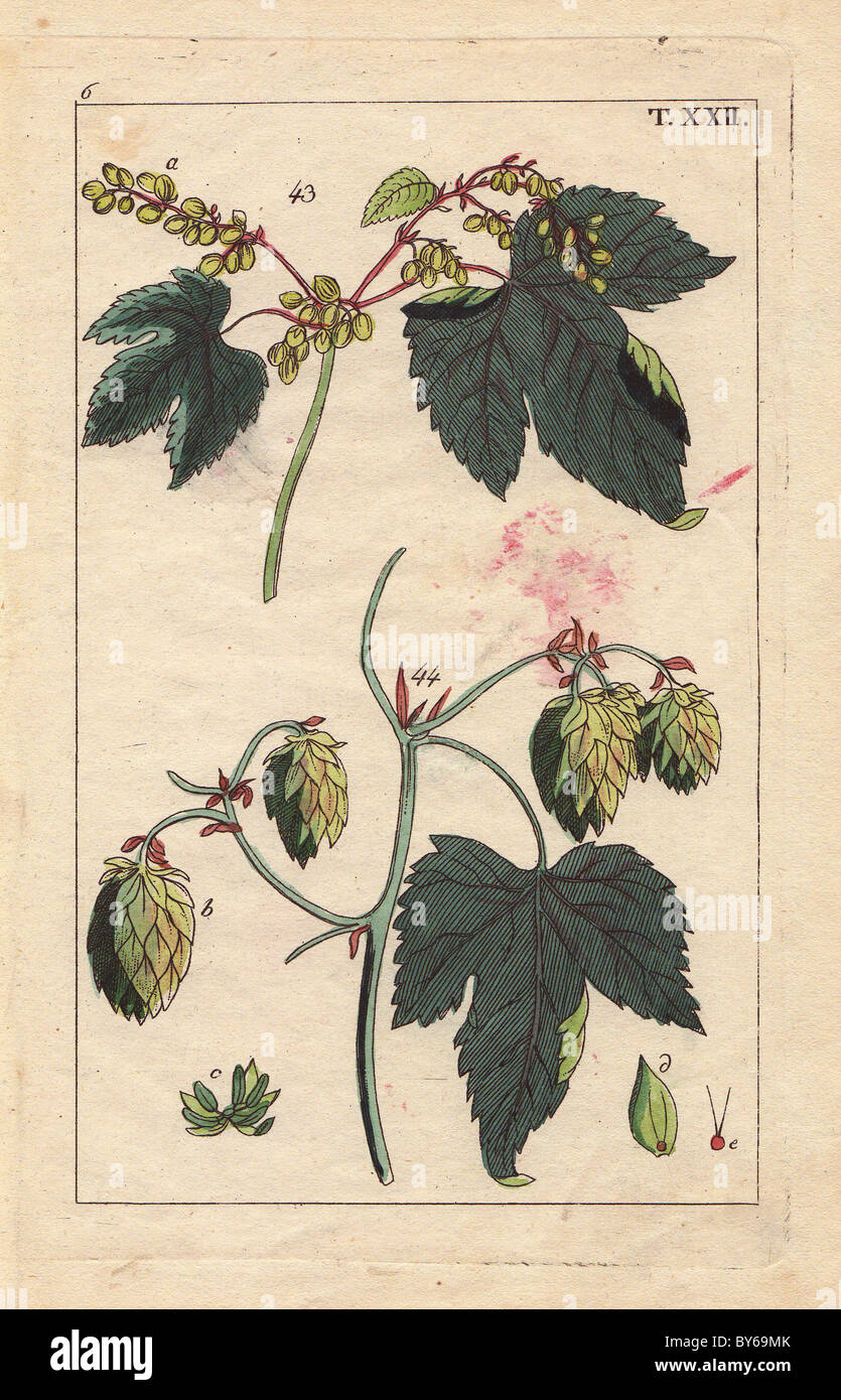 Hops, Humulus lupulus Stock Photo - Alamy