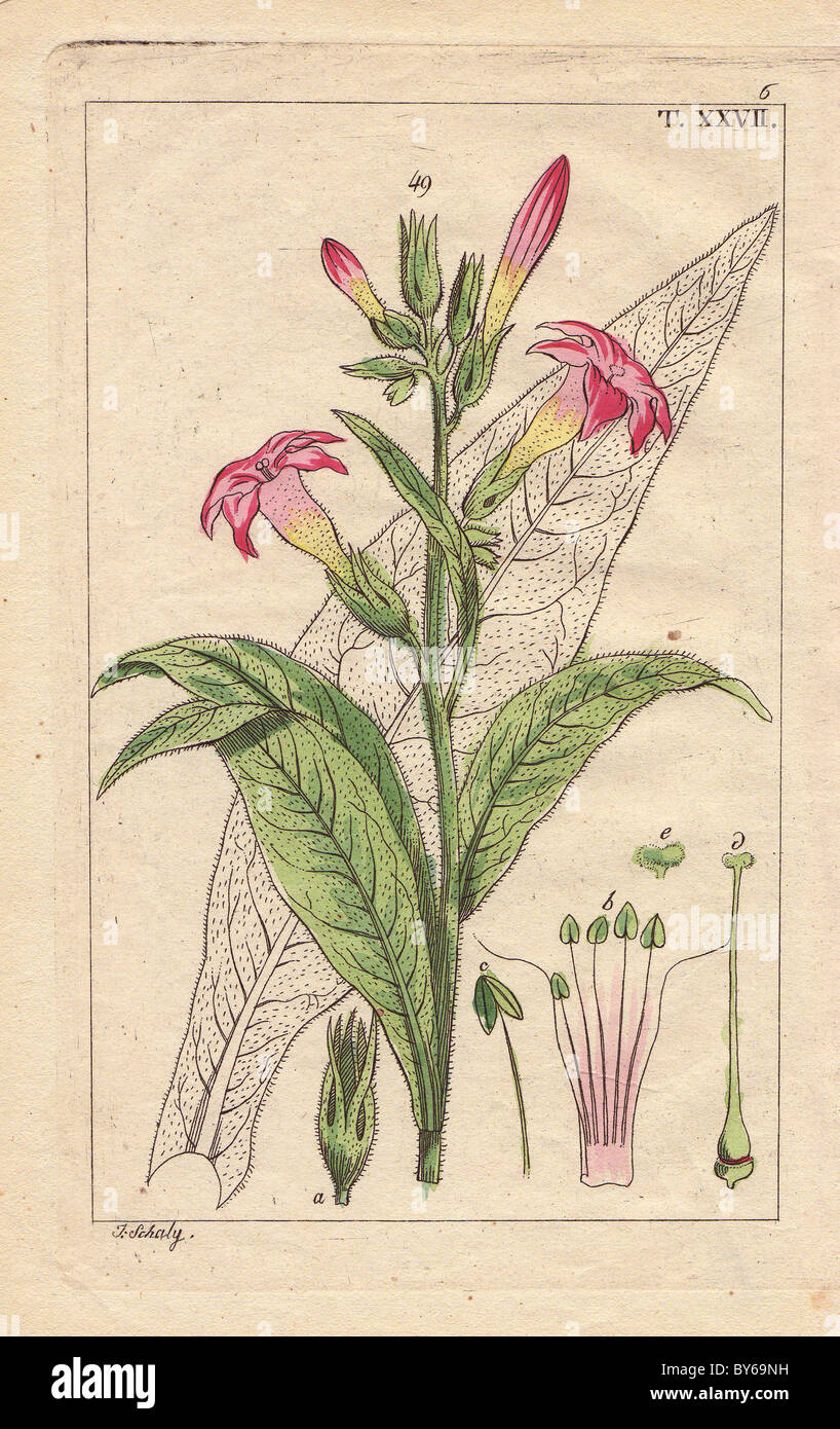 Colonial Tobacco Plant