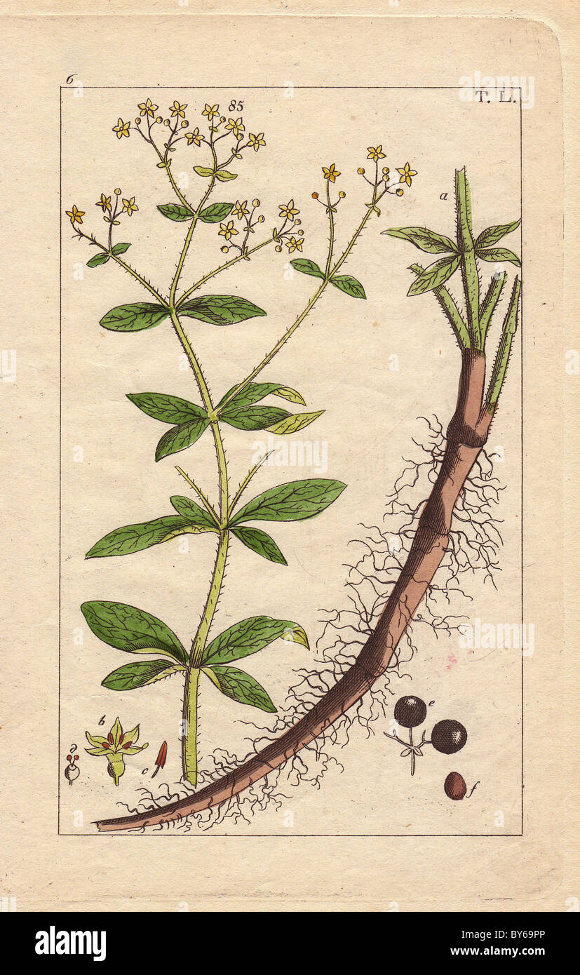 Rubia tinctorum madder hi-res stock photography and images - Alamy