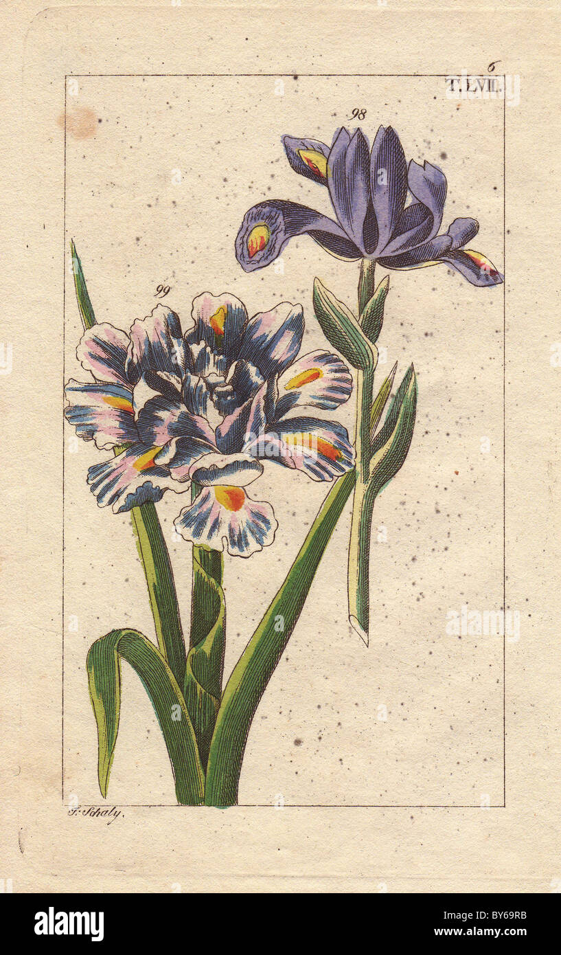 Blue Spanish iris, Iris xiphium, in half bloom and full bloom Stock ...