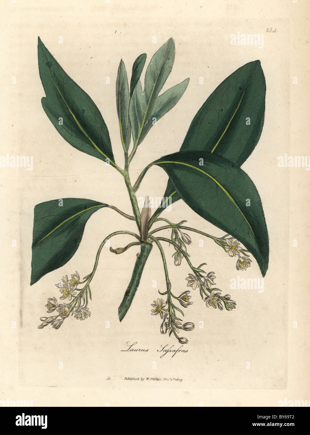 Laurus sassafras hi-res stock photography and images - Alamy