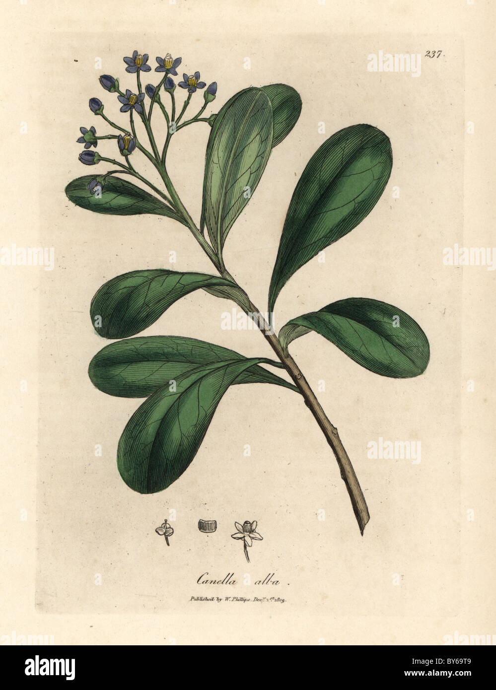 Blue-flowered, laurel-leaved canella, Canella alba, Canella winterana ...
