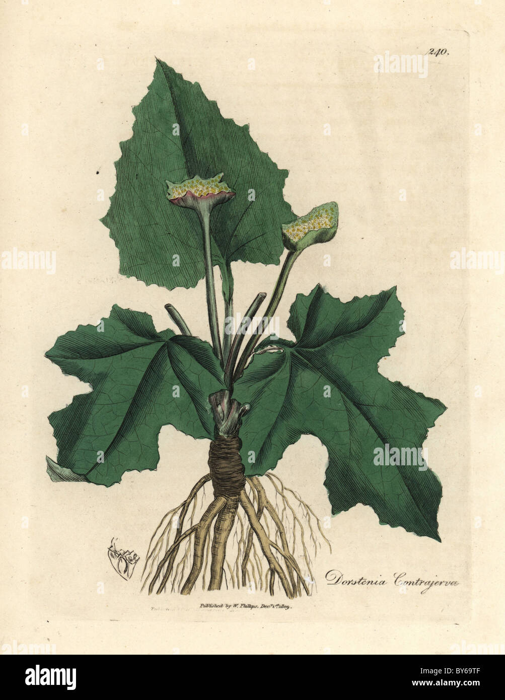 Roots, rhizome, leaves and flower of contrayerva, Dorstenia contrajerva ...