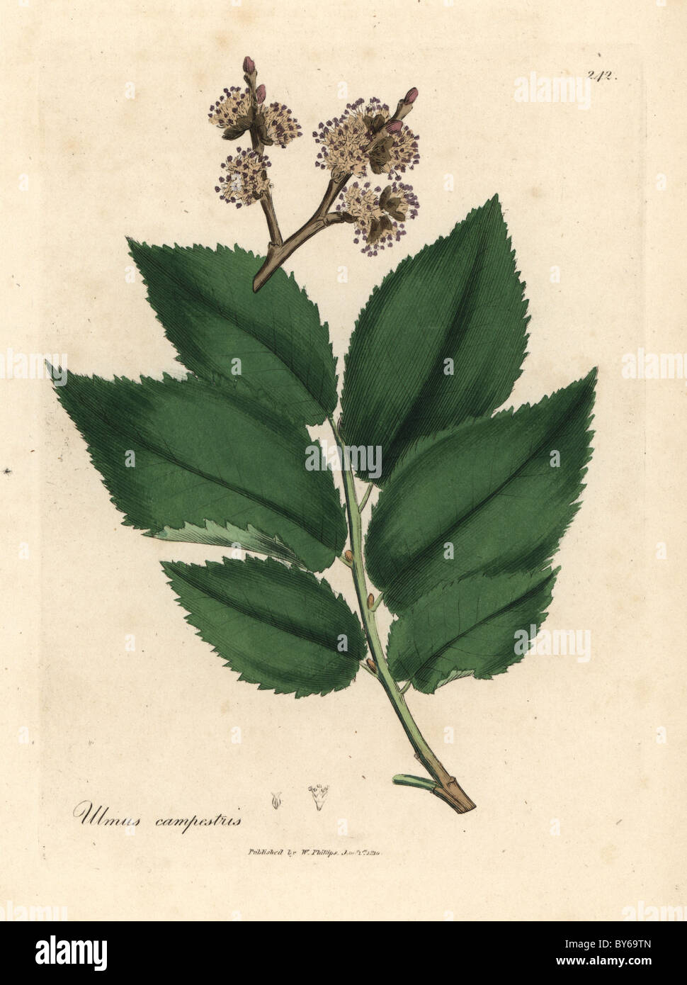 Leaves and flowers of the common elm tree, Ulmus campestris Stock Photo ...