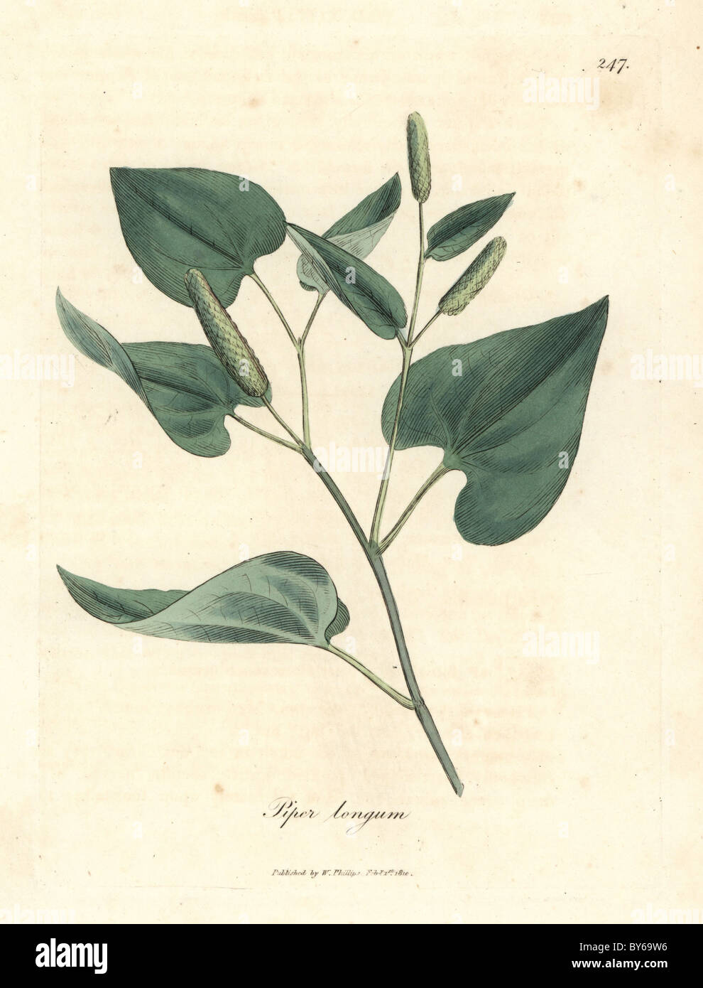 Botanical green pepper illustration hi-res stock photography and images ...
