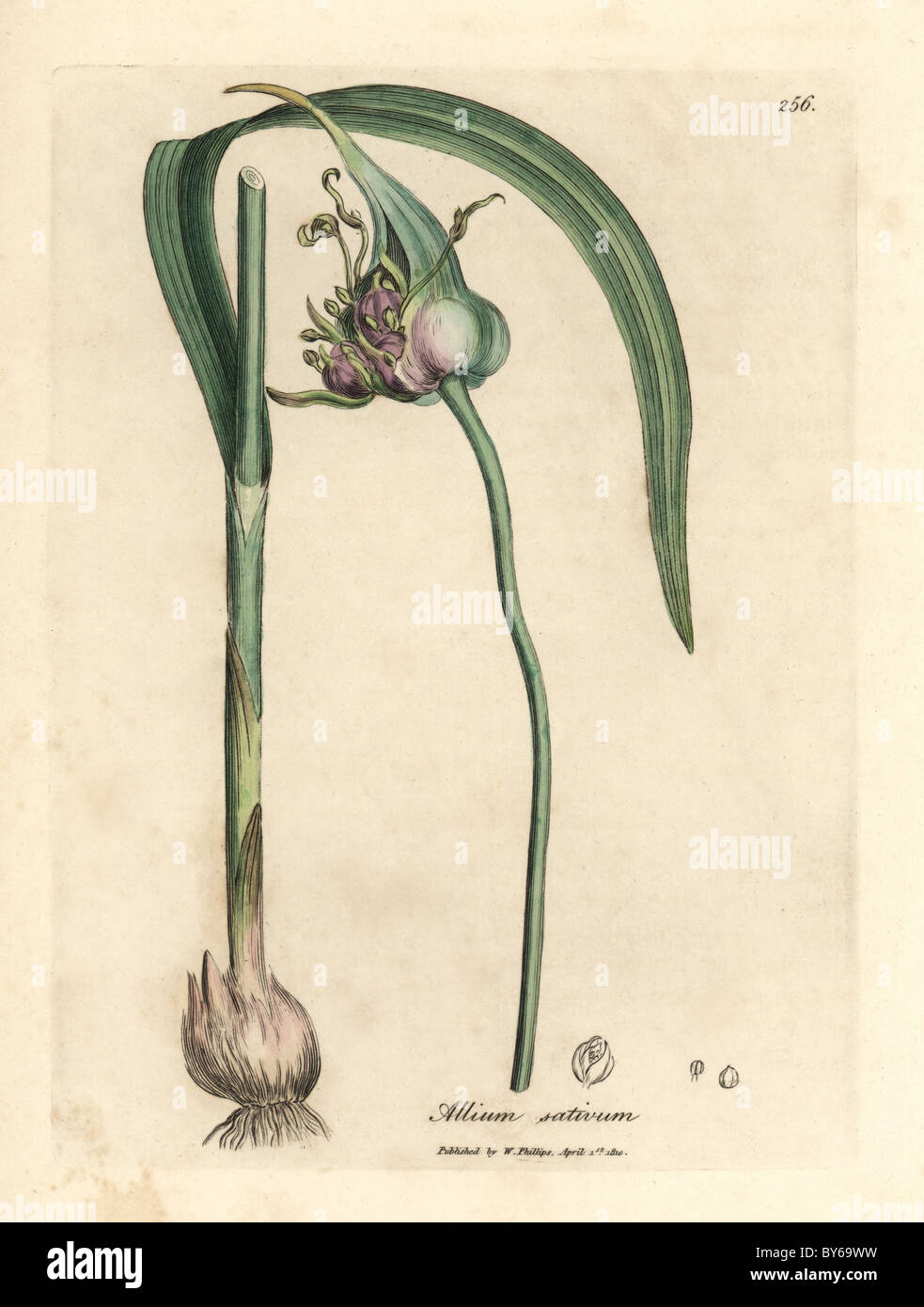 Common cultivated garlic, Allium sativum Stock Photo - Alamy